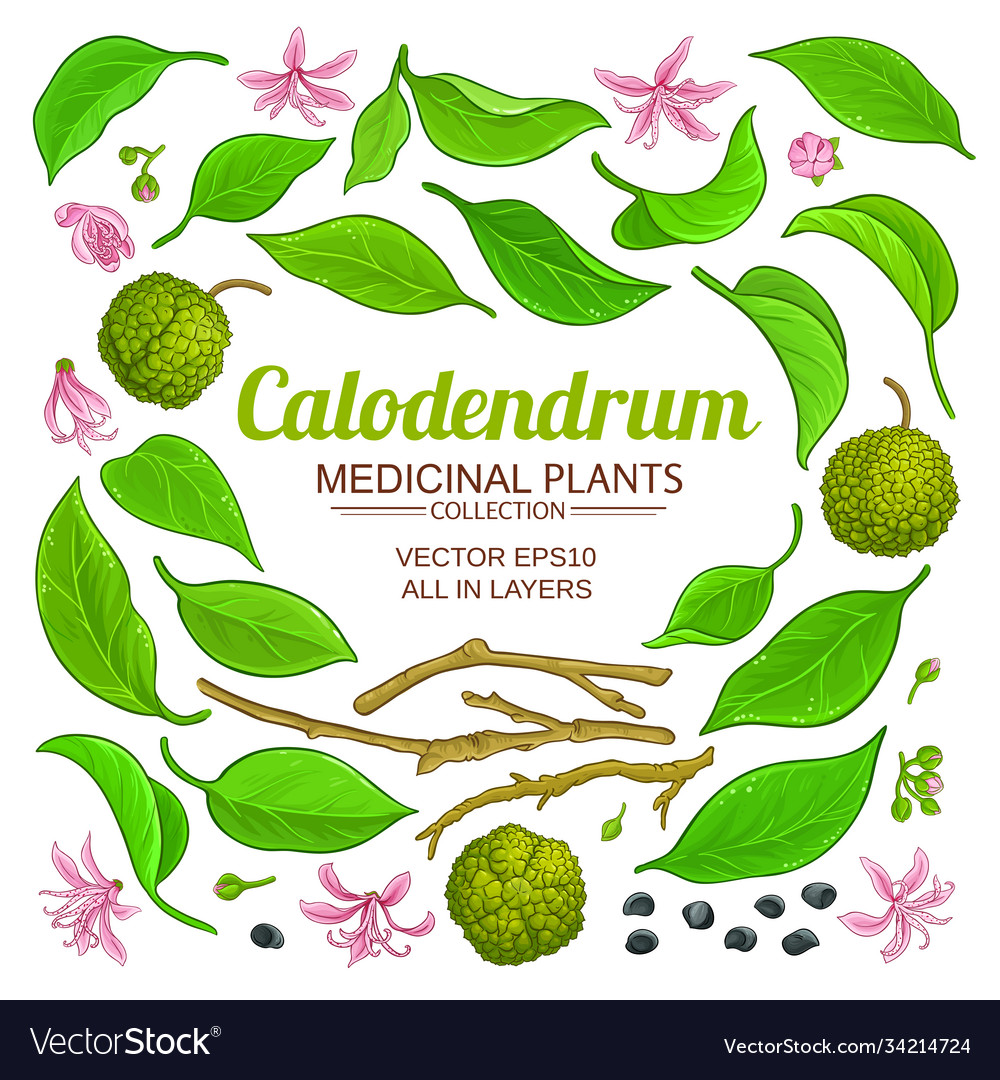 Calodendrum plant elements set on white background Calodendrum plant elements set on white background