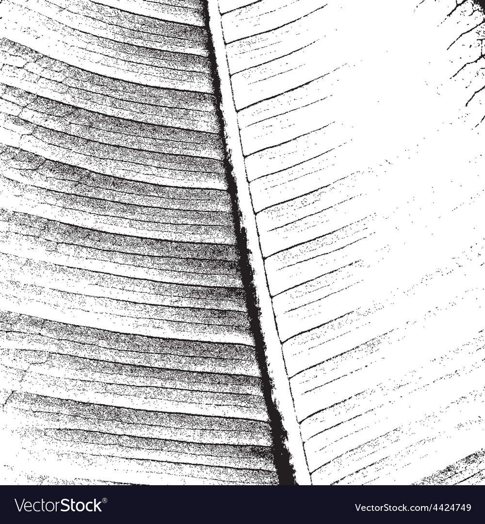 Leaf texture Royalty Free Vector Image - VectorStock