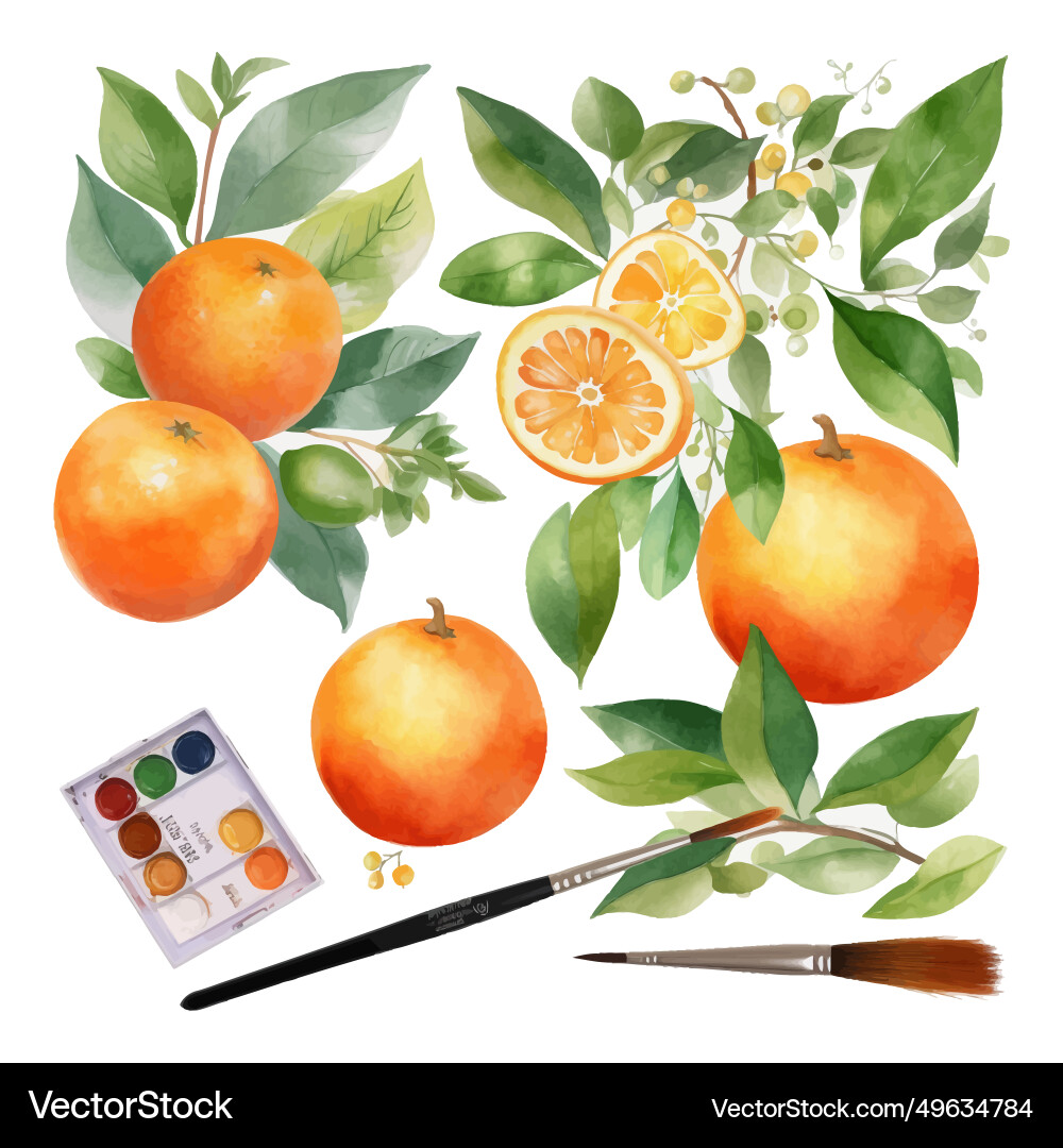 Hand drawn natural fresh watercolor oranges Vector Image