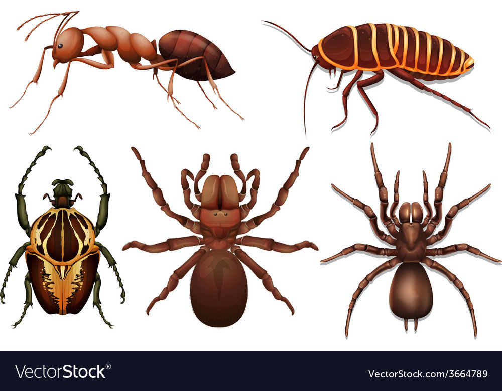 Different insects Royalty Free Vector Image - VectorStock