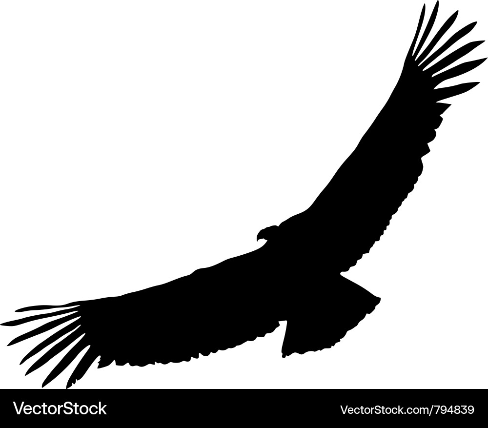 Black silhouette of condor Royalty Free Vector Image