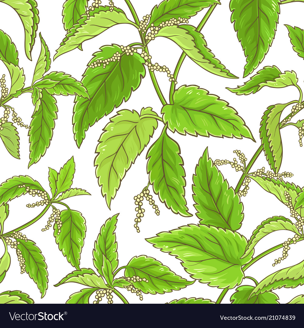 Nettle pattern Royalty Free Vector Image - VectorStock
