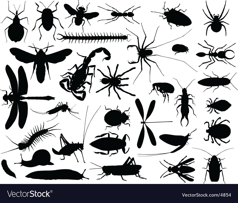 Bug outlines Royalty Free Vector Image - VectorStock Bug outlines Royalty Free Vector Image - VectorStock