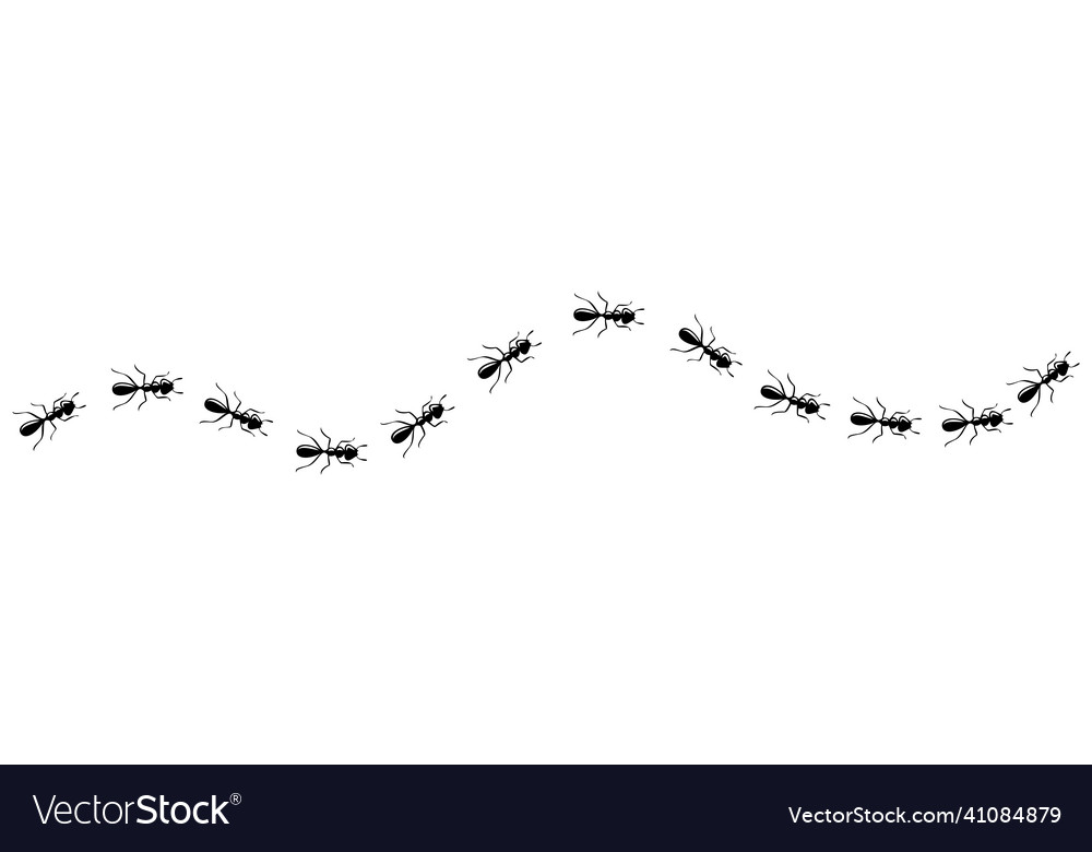 Ants marching in trail ant path isolated white Vector Image