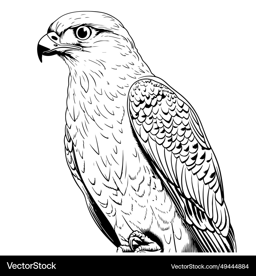 Drawing of a falcon on white background Royalty Free Vector