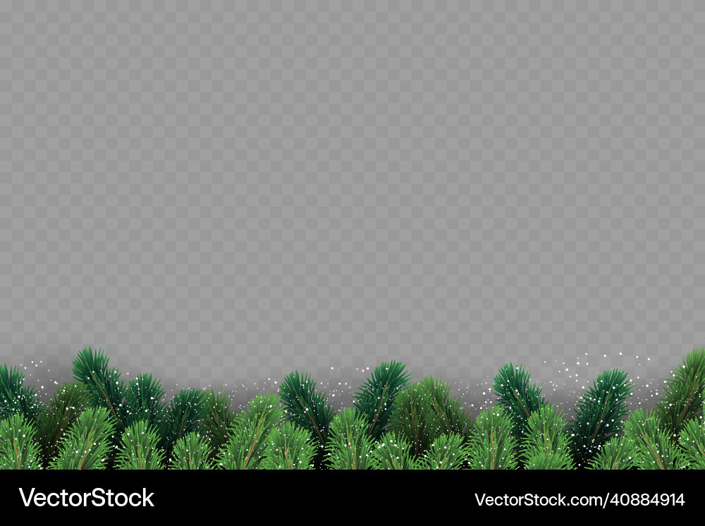 Christmas tree branches on transparent background Vector Image