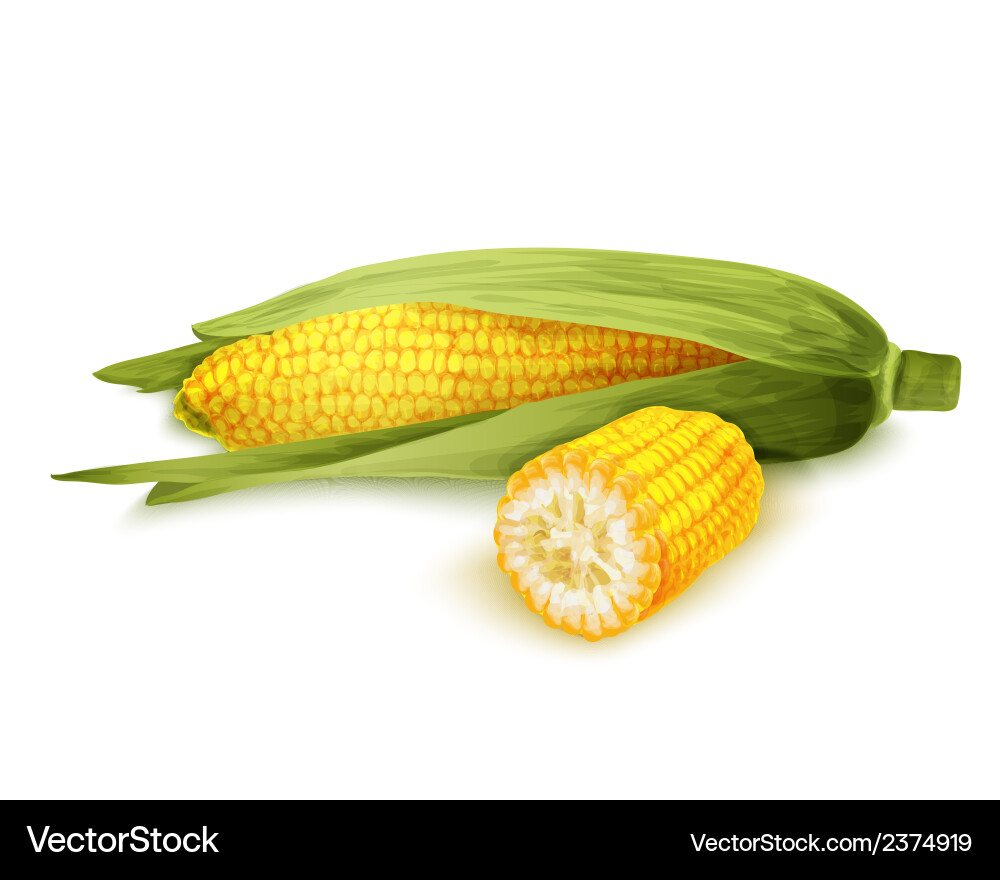 Corn stalk isolated Royalty Free Vector Image - VectorStock