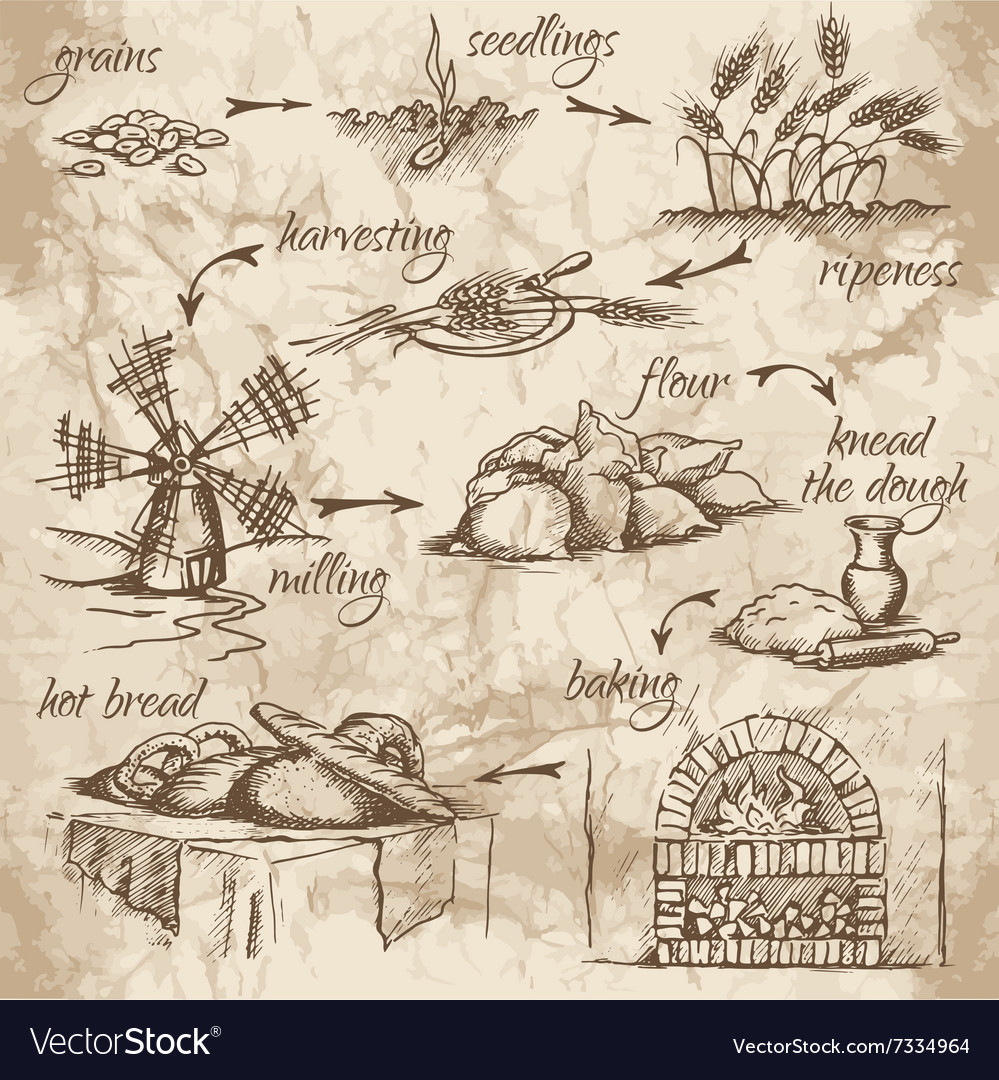 Bread 01 Royalty Free Vector Image - VectorStock