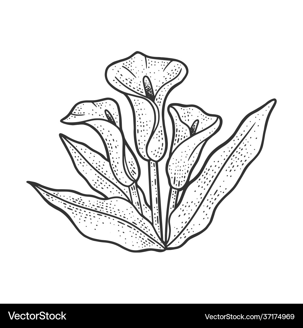 Arum flower plant sketch Royalty Free Vector Image