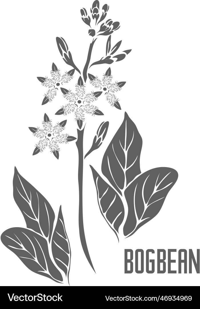 Bogbean plant silhouette Royalty Free Vector Image