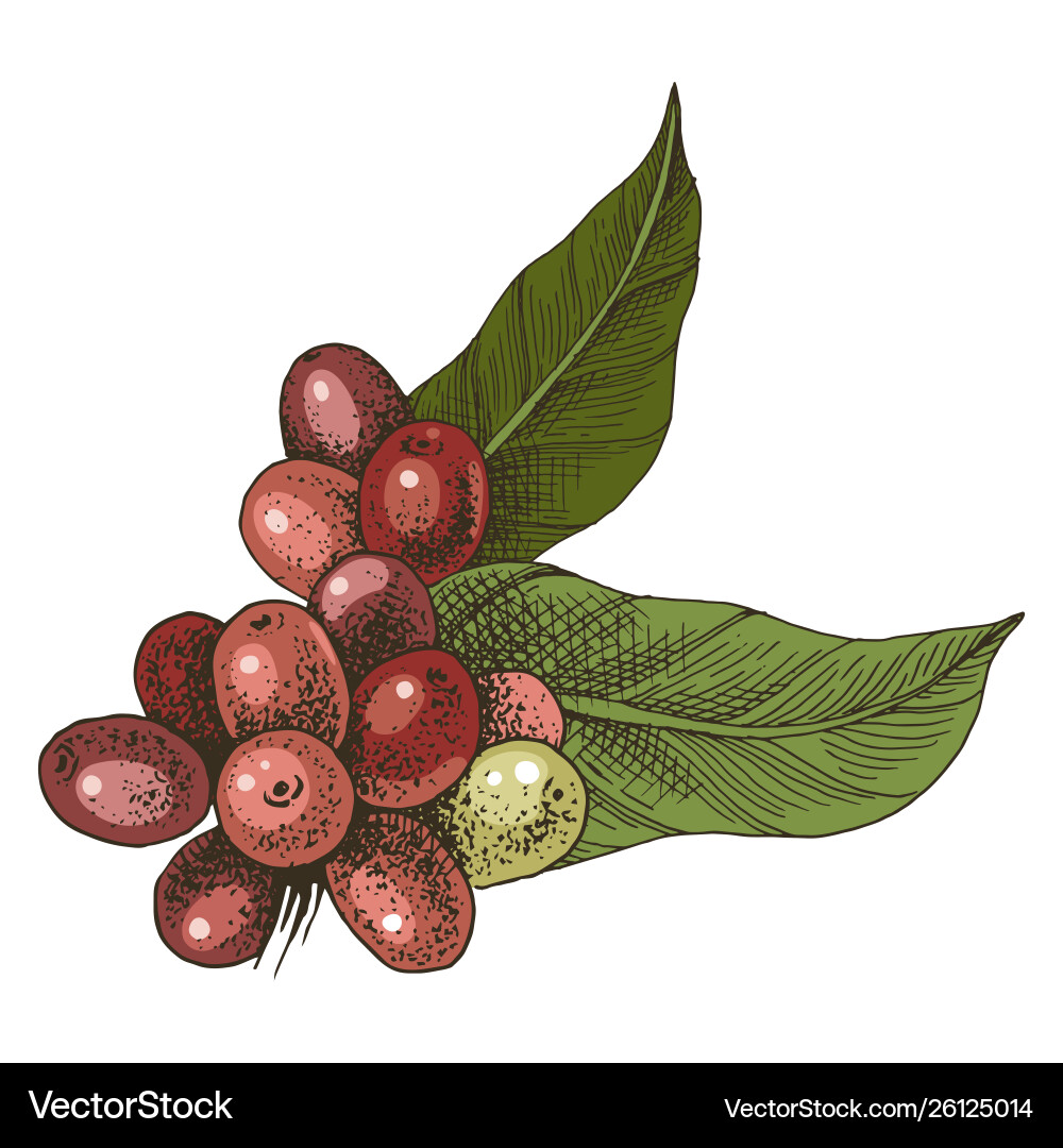 Hand drawn colorful coffee branch Royalty Free Vector Image