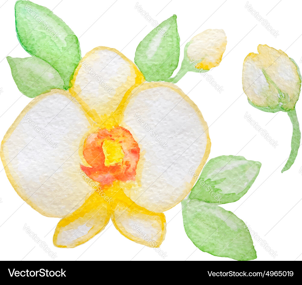 Watercolor yellow orchid Royalty Free Vector Image