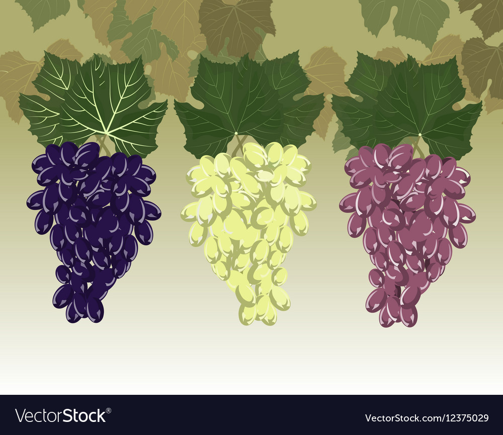 Grapes clusters set Royalty Free Vector Image - VectorStock