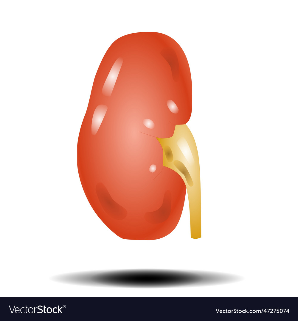 Kidney Royalty Free Vector Image - VectorStock