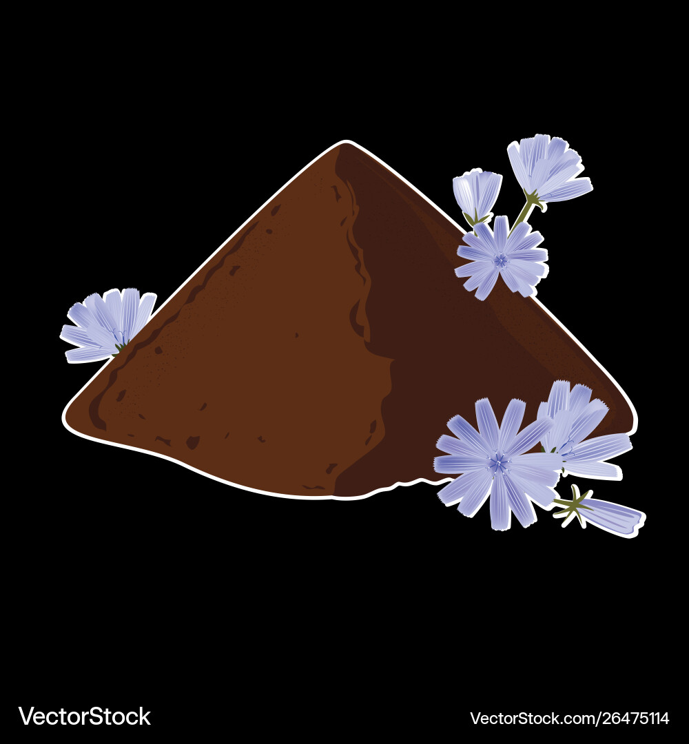 Instant chicory root roasted powder and fresh Vector Image