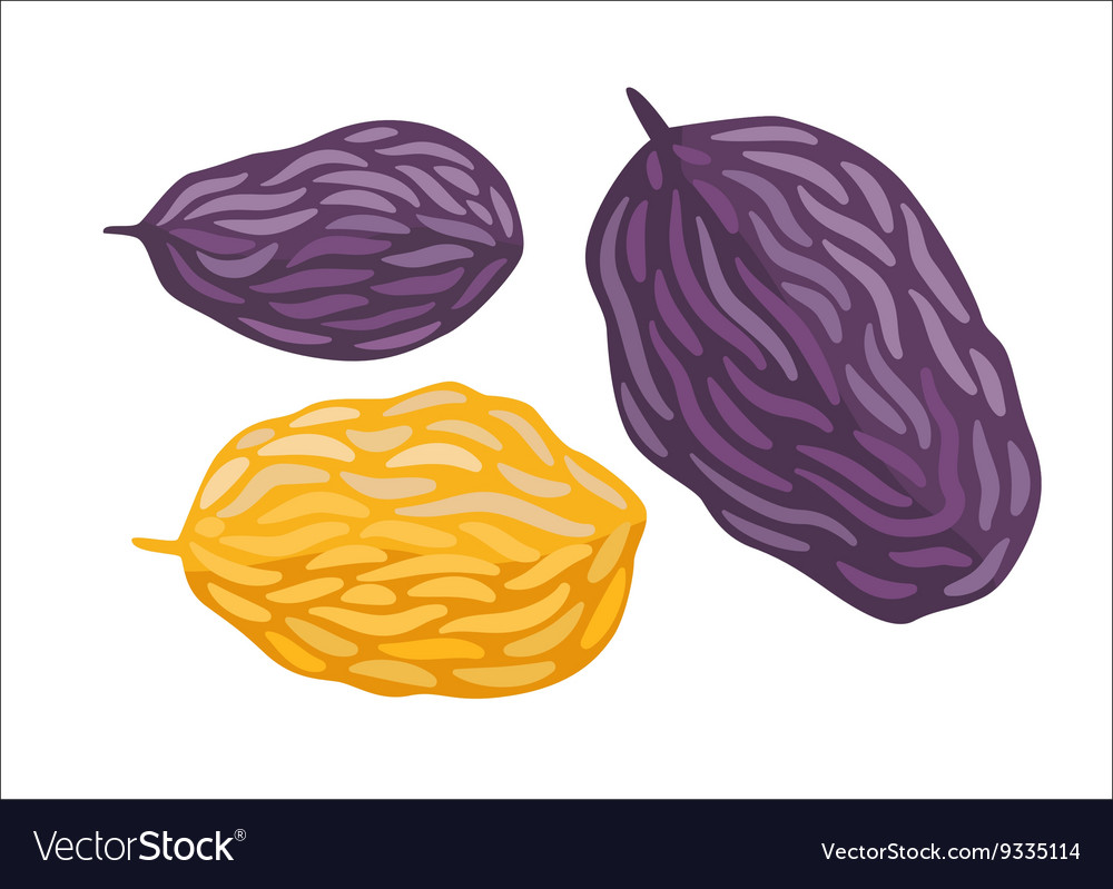 Raisins Dodo collection Royalty Free Vector Image