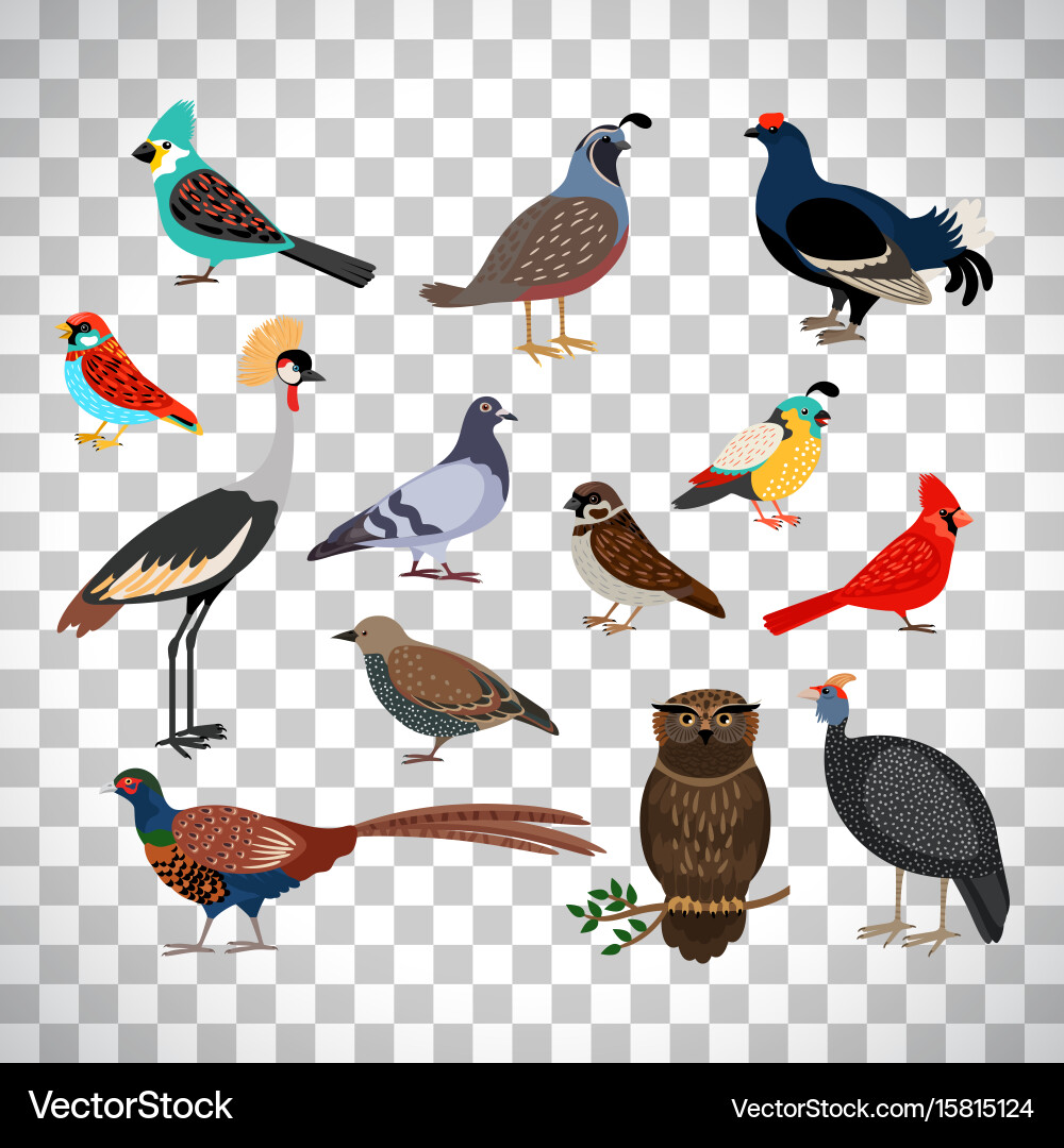 Cute birds set on transparent background Vector Image