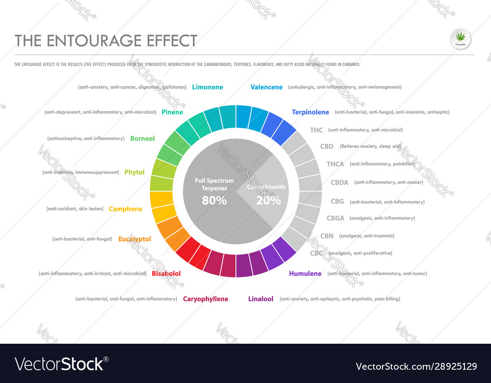 Entourage effect proportion horizontal Royalty Free Vector