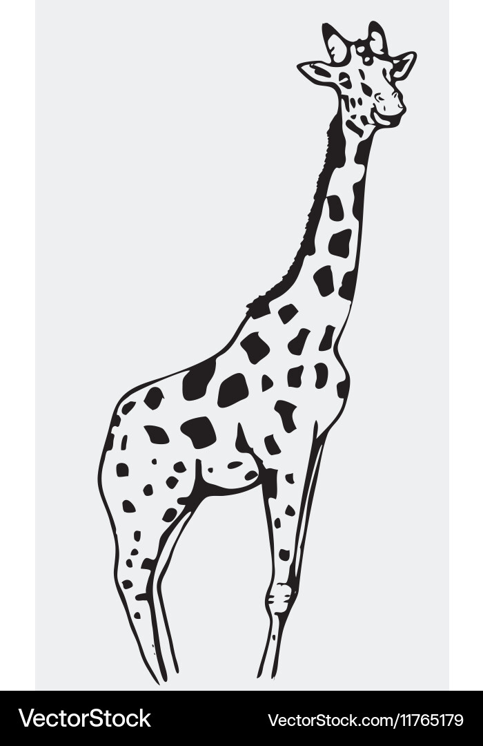 Hand-drawn pencil graphics giraffe Engraving Vector Image
