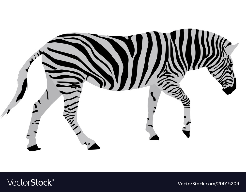 Zebra Royalty Free Vector Image - VectorStock