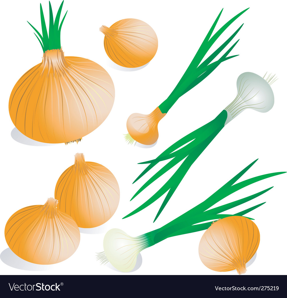 Onion Royalty Free Vector Image - VectorStock Onion Royalty Free Vector Image - VectorStock