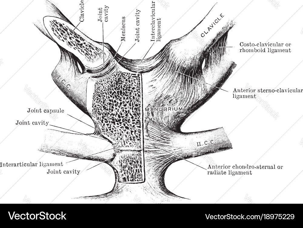 Chondrosternal Joint