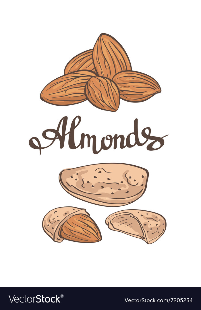 Almondshand Drawn Royalty Free Vector Image Vectorstock