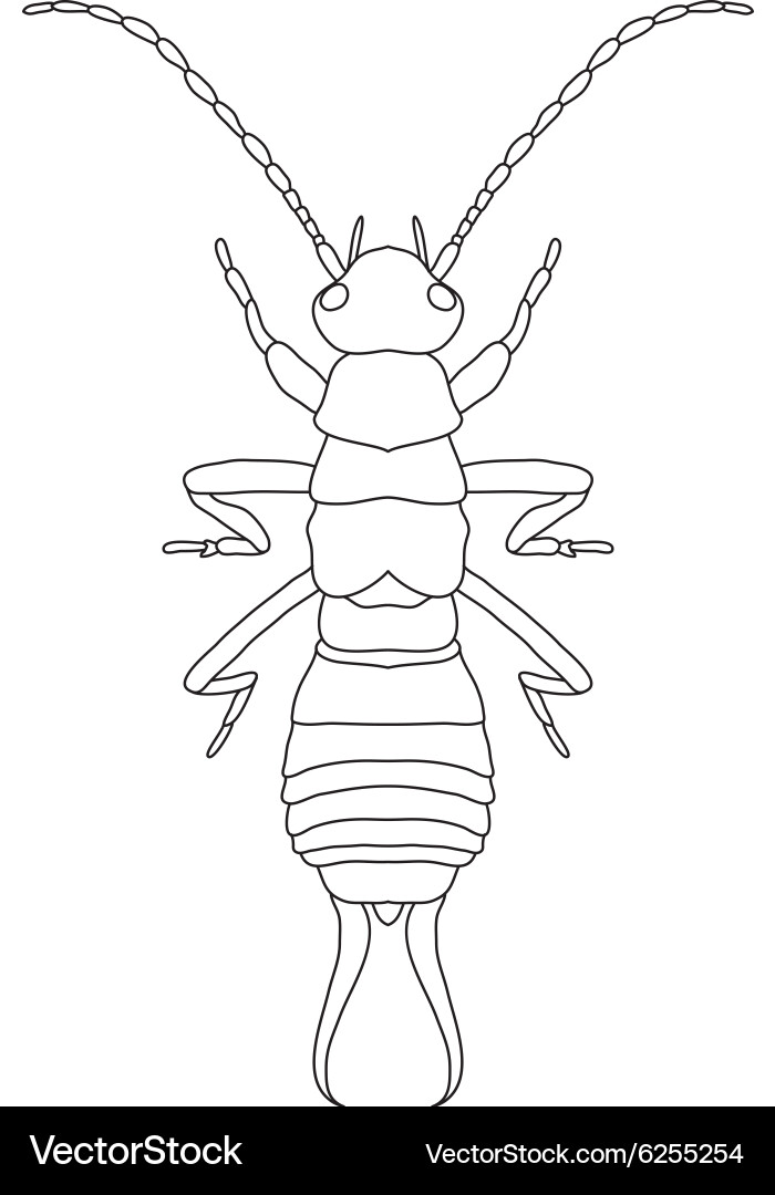 Forficula auricularia earwig sketch Royalty Free Vector