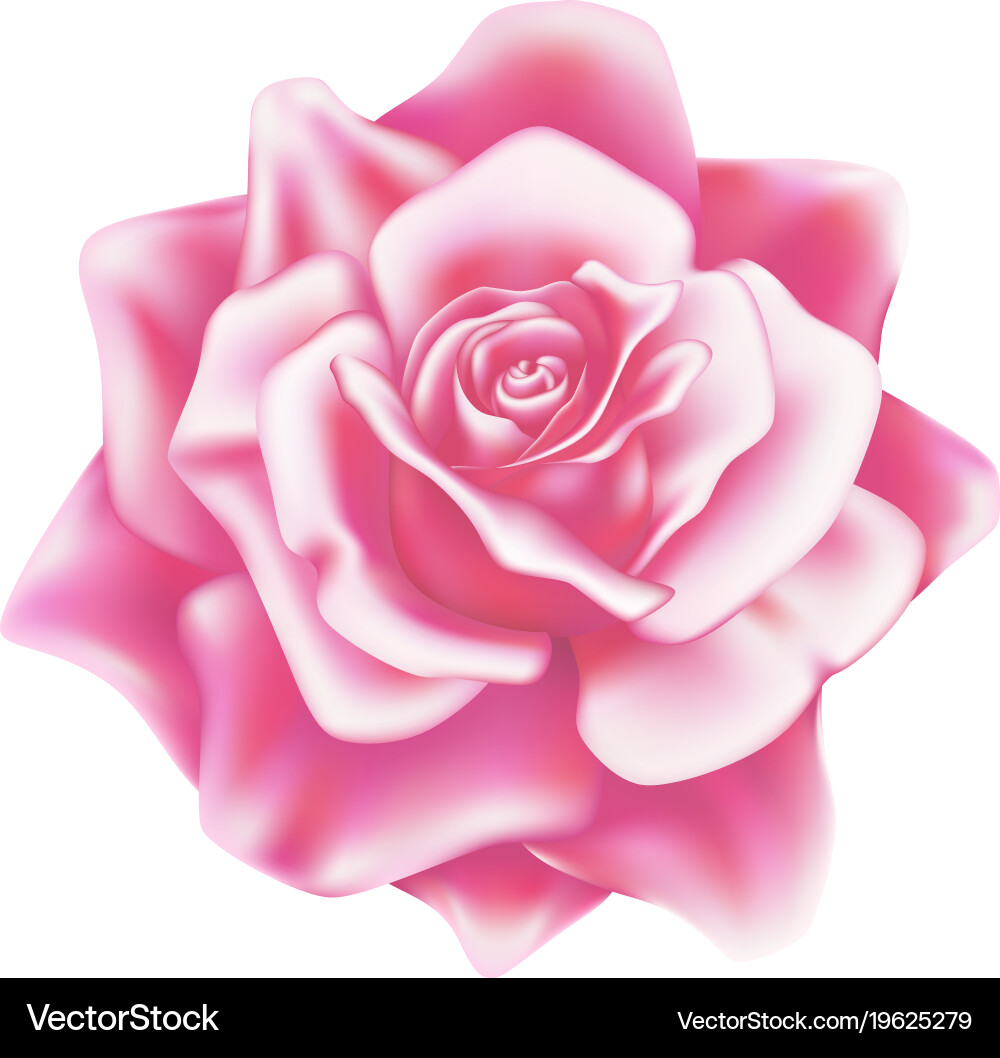 Realistic rose blooming blossom mesh Royalty Free Vector