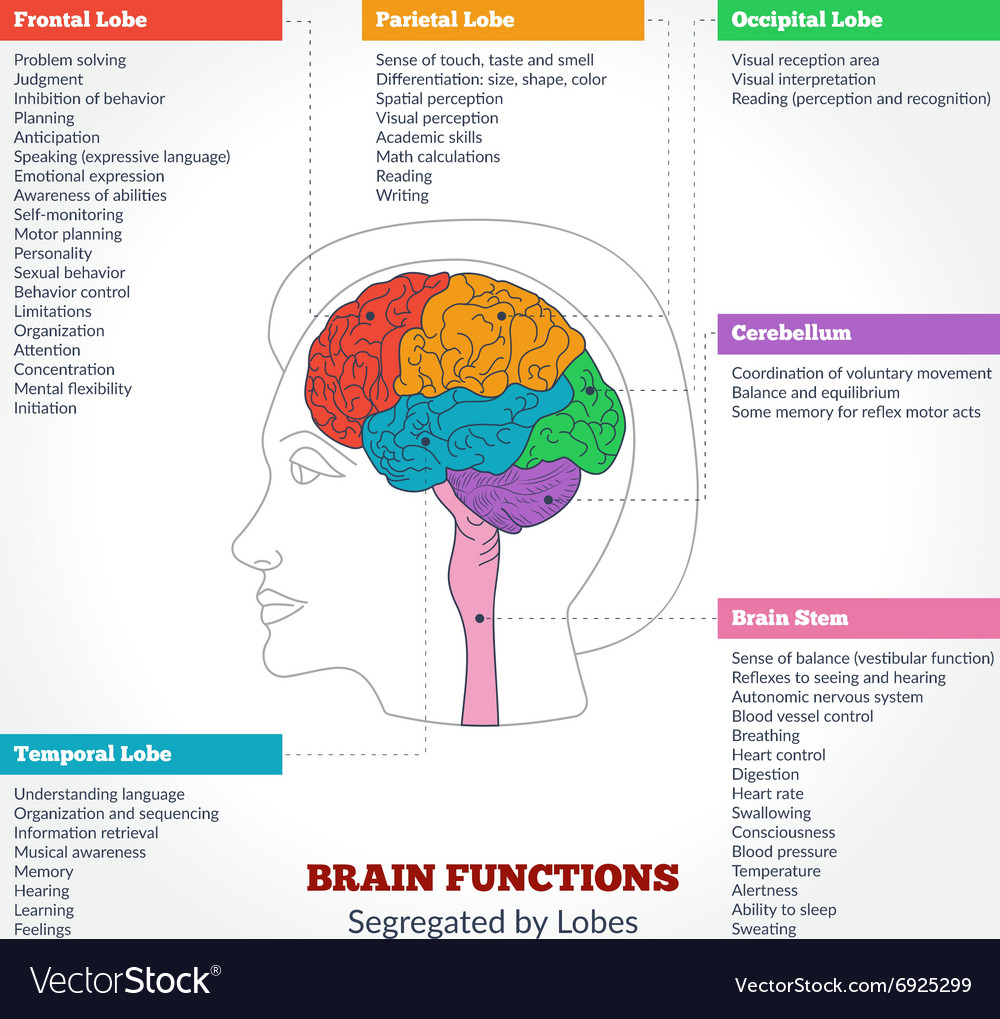 Parts Of The Human Brain And Functions