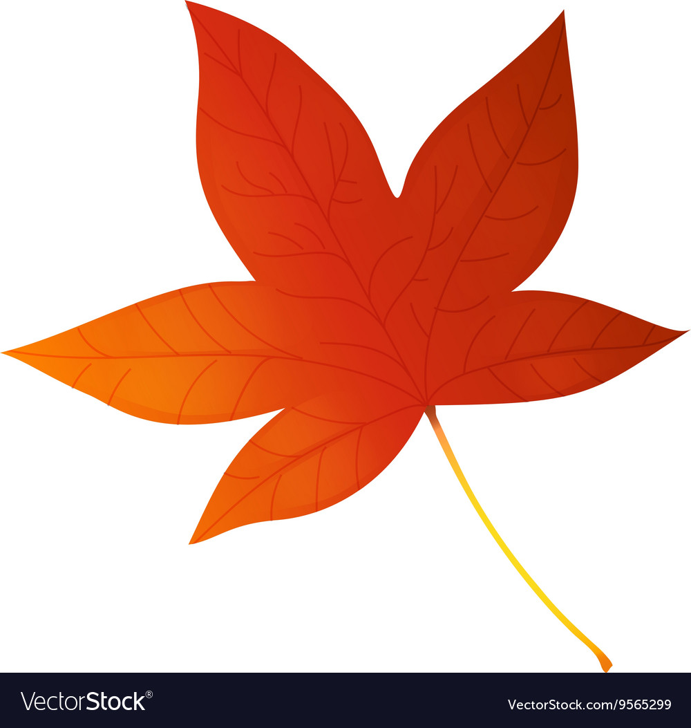 Maple leaf Royalty Free Vector Image - VectorStock