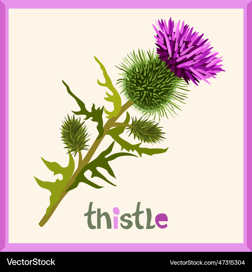 Thistle isolated in frame Royalty Free Vector Image