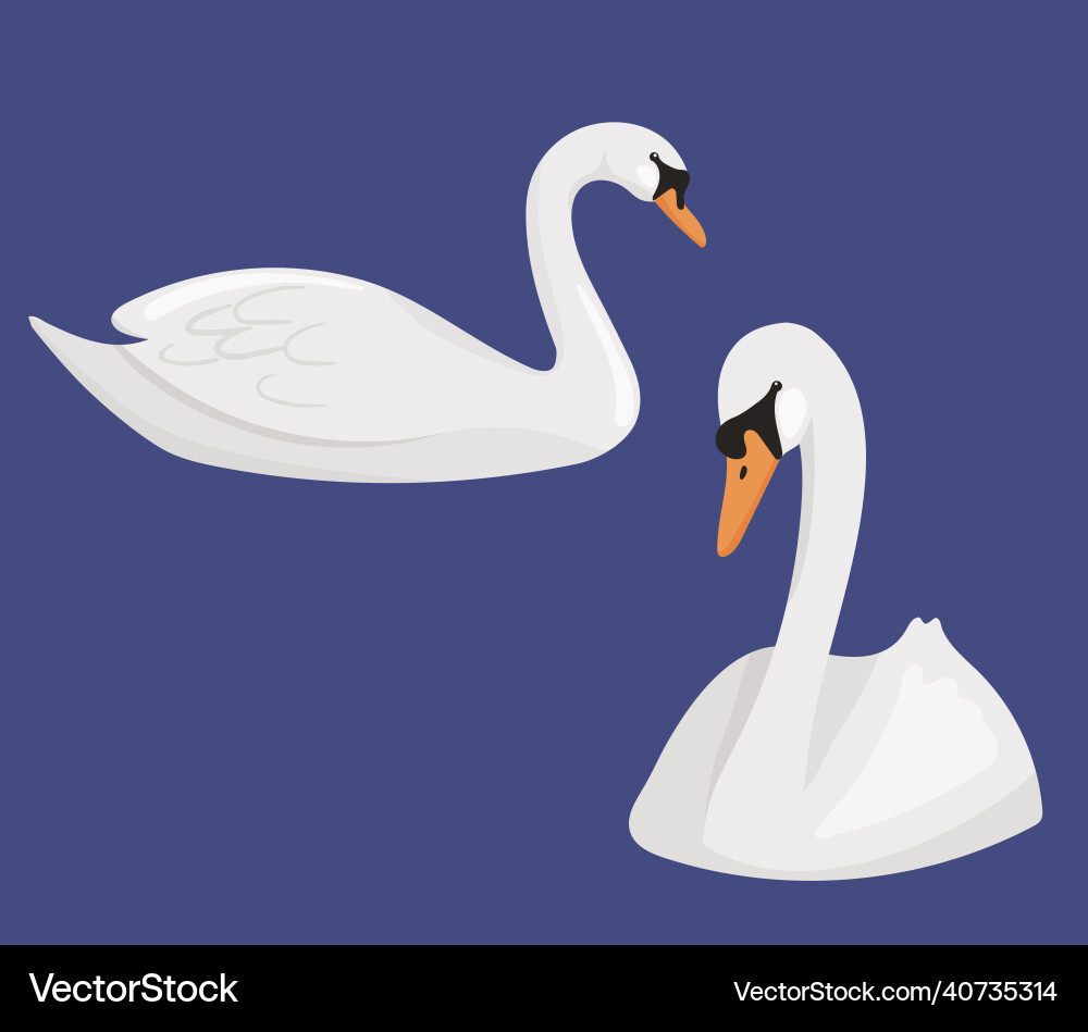 Set of floating white swans isolated Royalty Free Vector