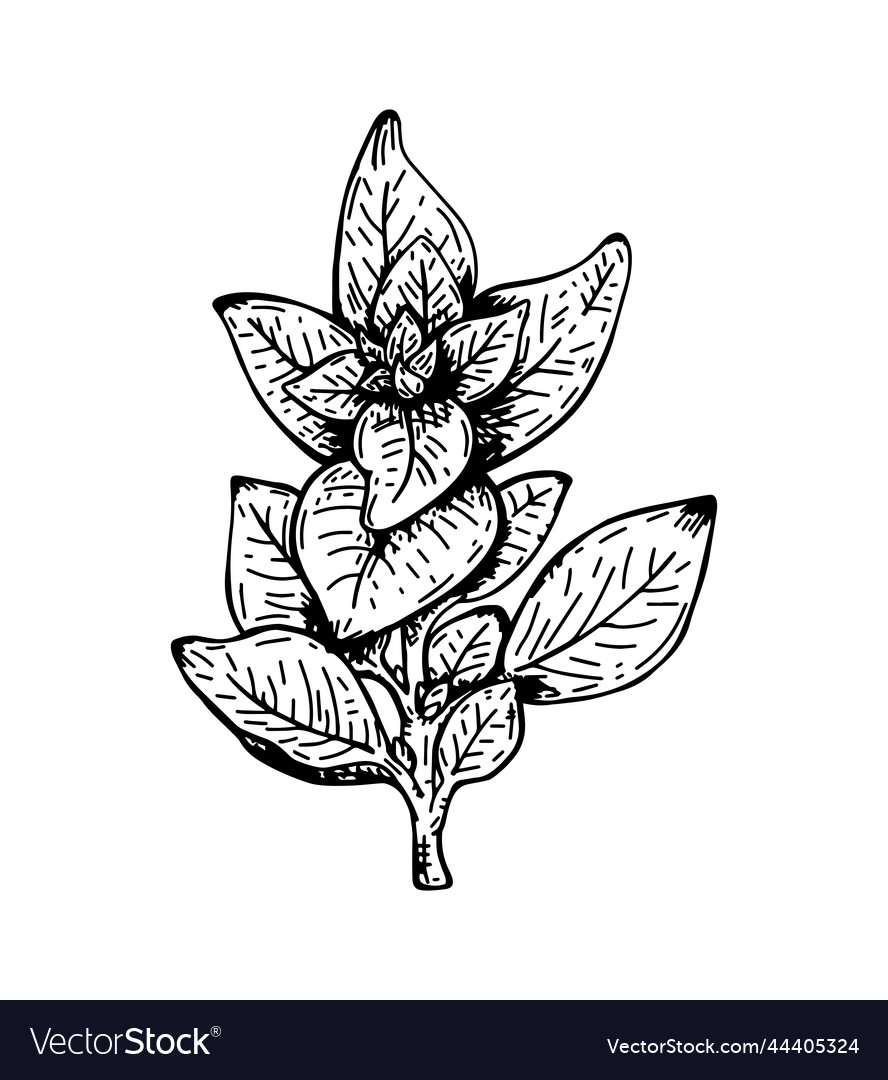 Basil Royalty Free Vector Image - VectorStock