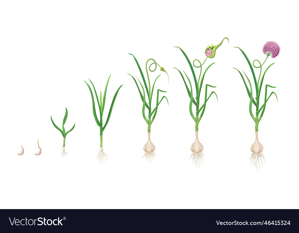 Garlic growth cycle Royalty Free Vector Image - VectorStock