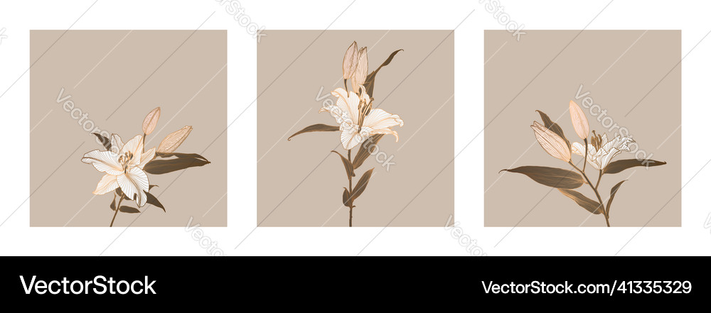 A set of frames lily flowers drawings Royalty Free Vector
