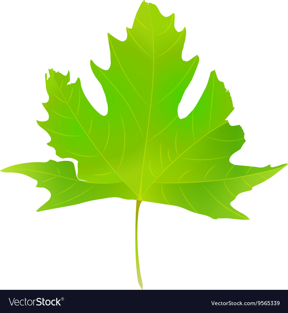 Maple leaf Royalty Free Vector Image - VectorStock
