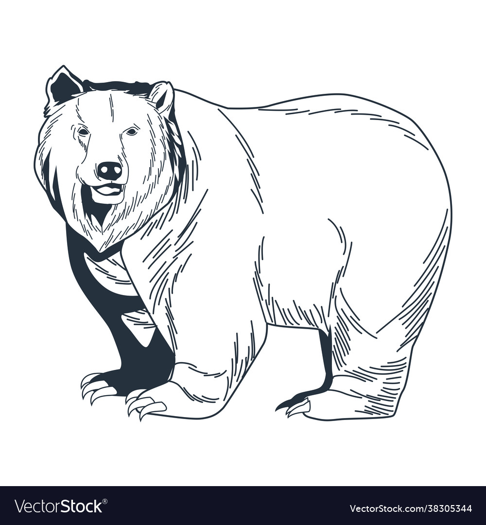 Bear grizzly animal Royalty Free Vector Image - VectorStock Bear grizzly animal Royalty Free Vector Image - VectorStock