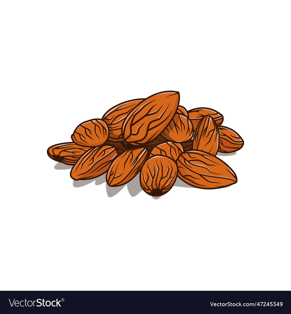 Almond Royalty Free Vector Image Vectorstock
