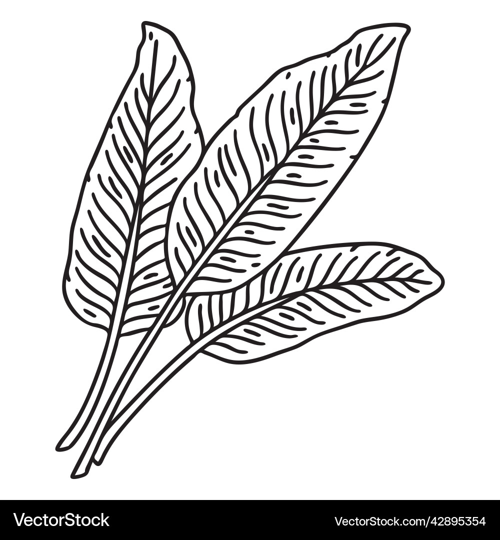 Tropical leaves stroke high quality Royalty Free Vector
