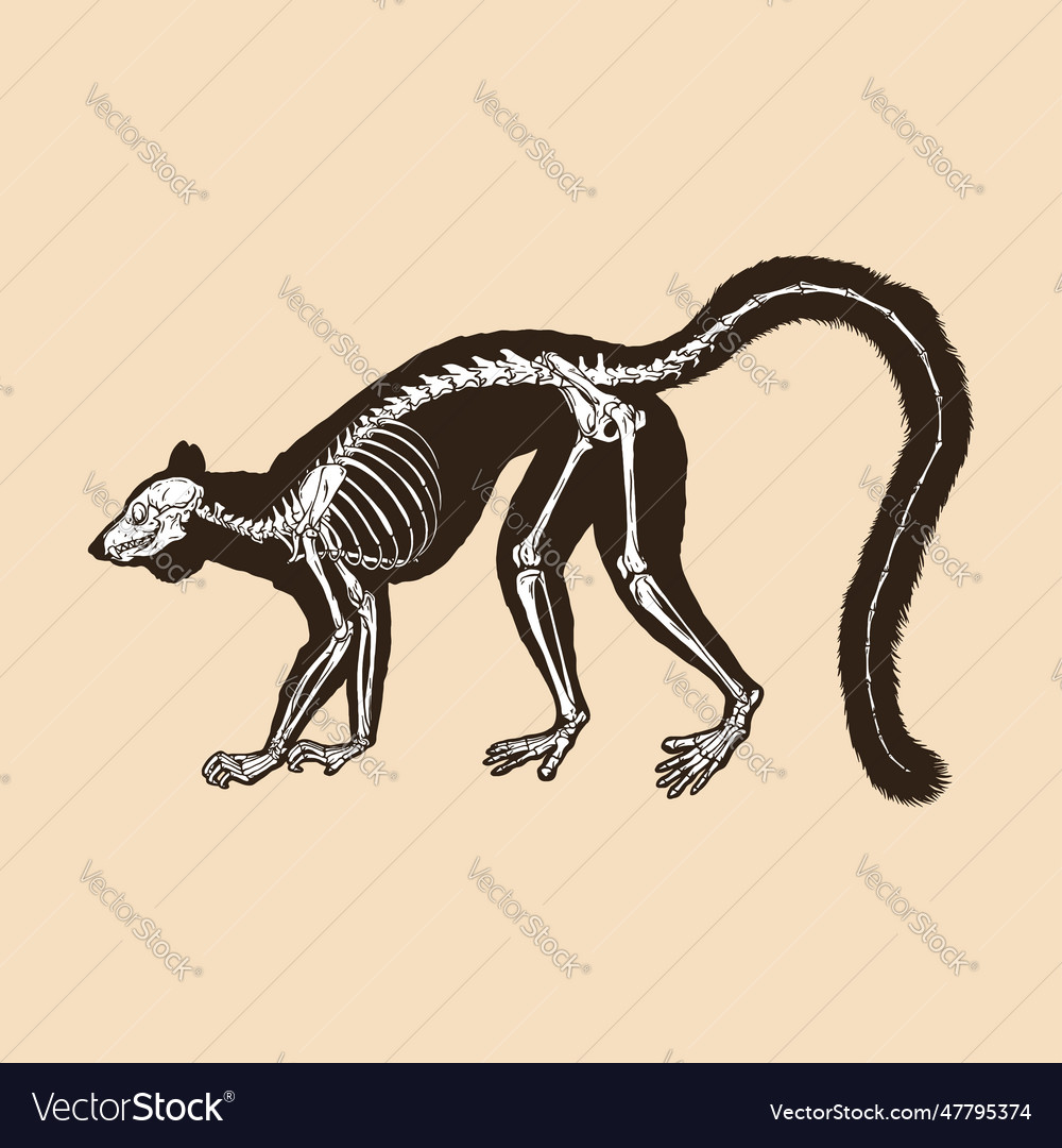 Skeleton ring tailed lemur Royalty Free Vector Image