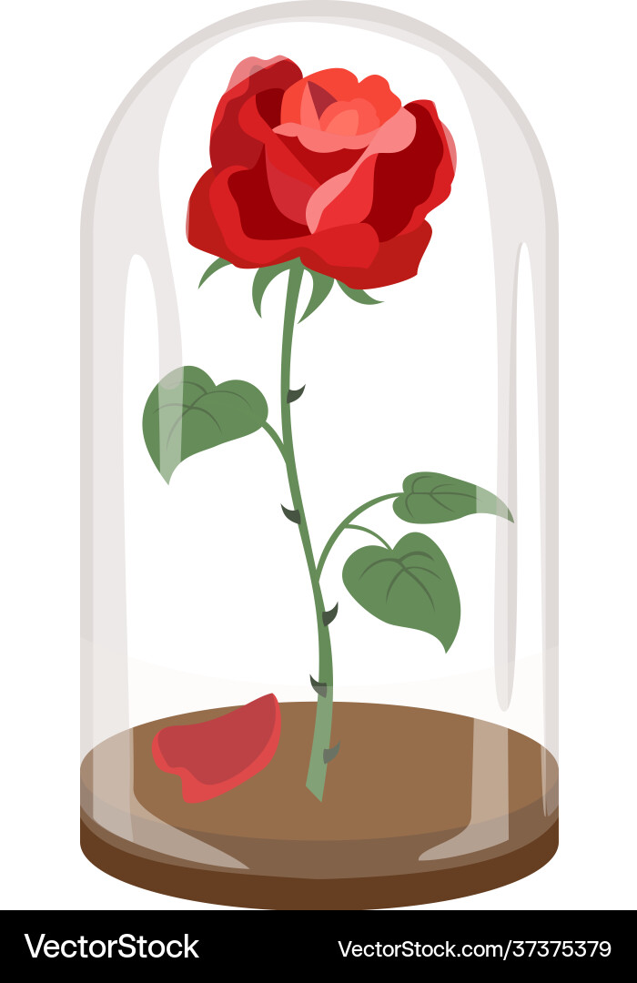 Rose in a flask glass on white background Vector Image