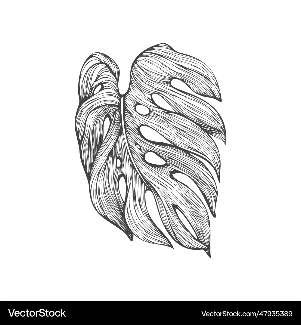 Handdrawn leaf leaf drawing Royalty Free Vector Image