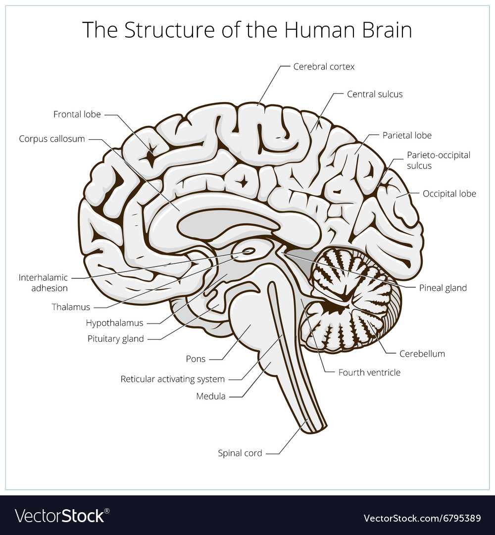 Structure human brain section schematic Royalty Free Vector Structure human brain section schematic Royalty Free Vector