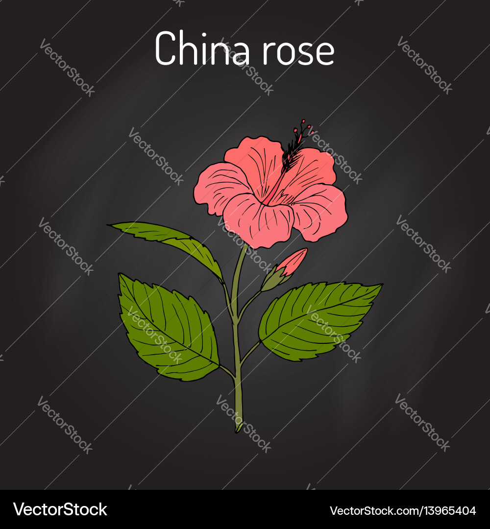 China rose hibiscus rosa-sinensis Royalty Free Vector Image