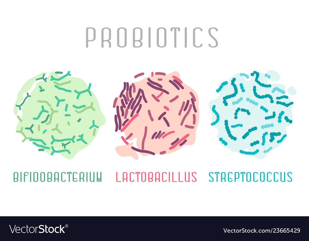 Actobacillus Bifidobacterium Streptococcus Vector Image