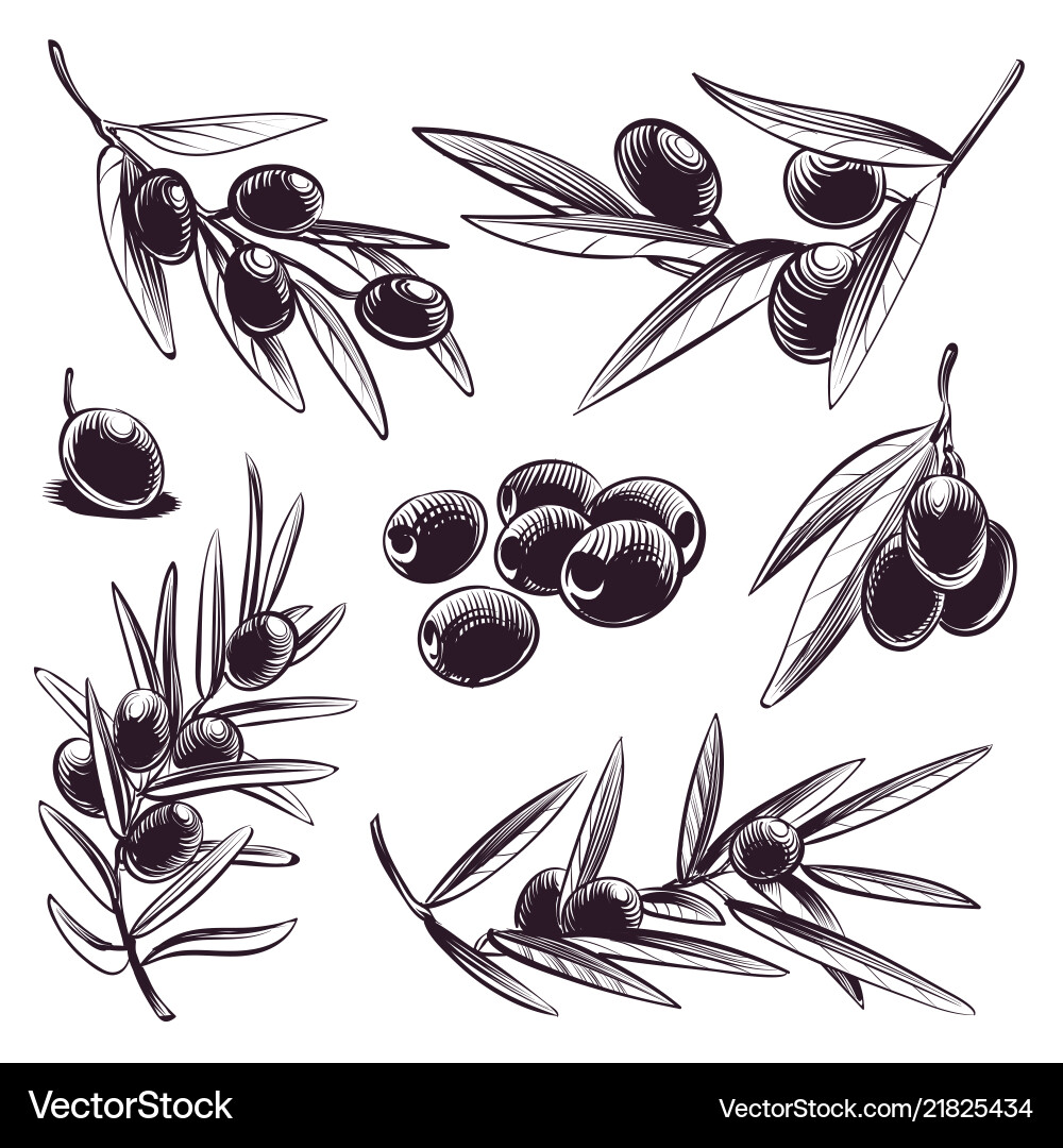 Hand drawn olive tree brunches with olives and Vector Image