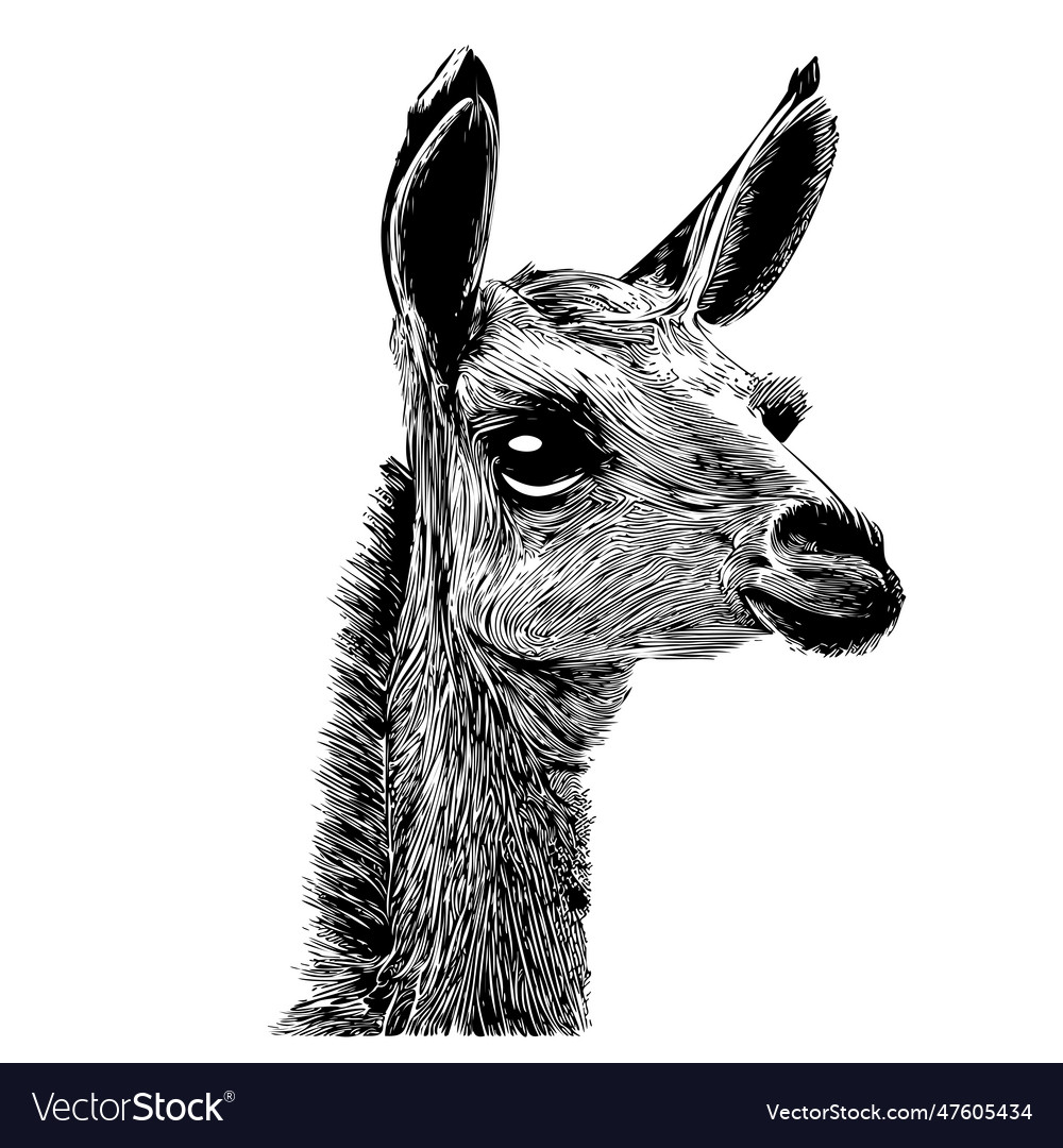 Llama Face Drawing