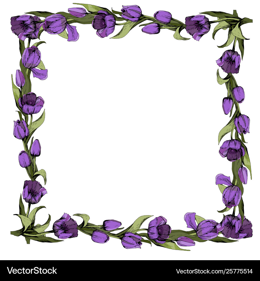Frame with colored purple tulips spring mood Vector Image