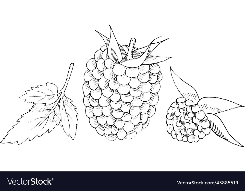 Raspberry Royalty Free Vector Image - VectorStock